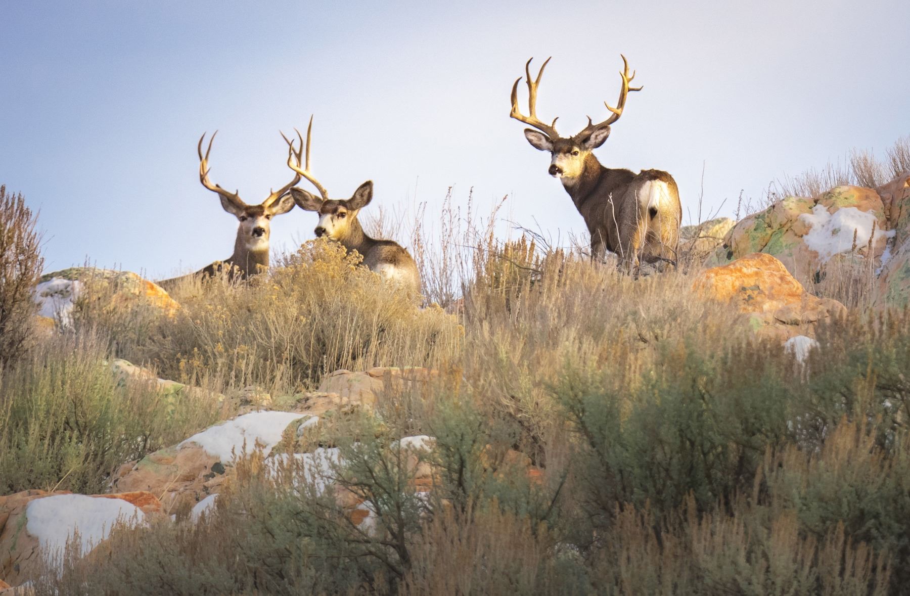 NEVADA UNIT 231 PRIVATE OWNERS DEER TAG FOR 1 HUNTER 100 FULLY nevada-unit-231-private-owners-deer-tag-for-1-hunter-100-fully