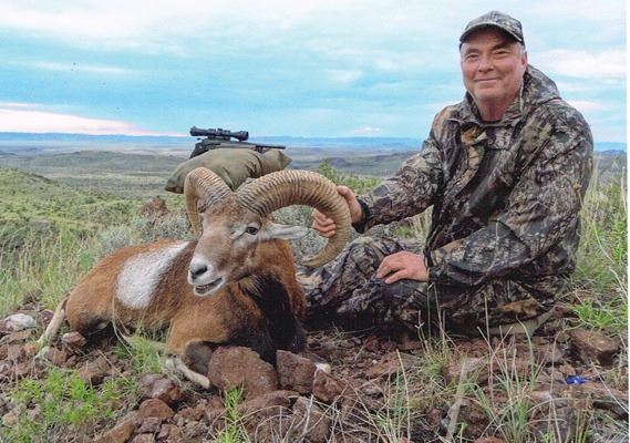 Sb 17 Red Sheep Or Armenian Mouflon Hunt Texas
