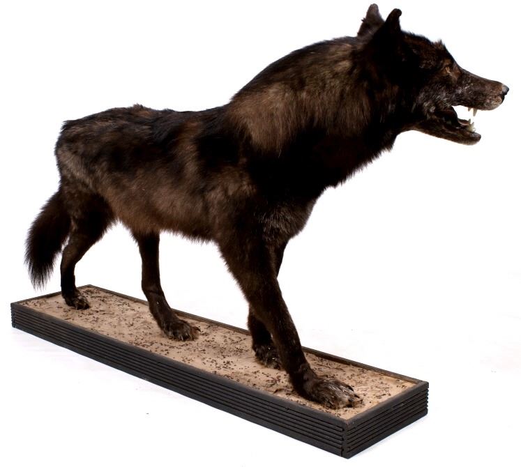 Rare Montana Black Wolf Full Body Mount