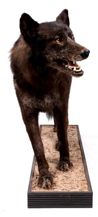 Rare Montana Black Wolf Full Body Mount