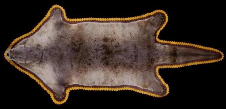 Excellent Montana Taken Otter Double Felted Rug