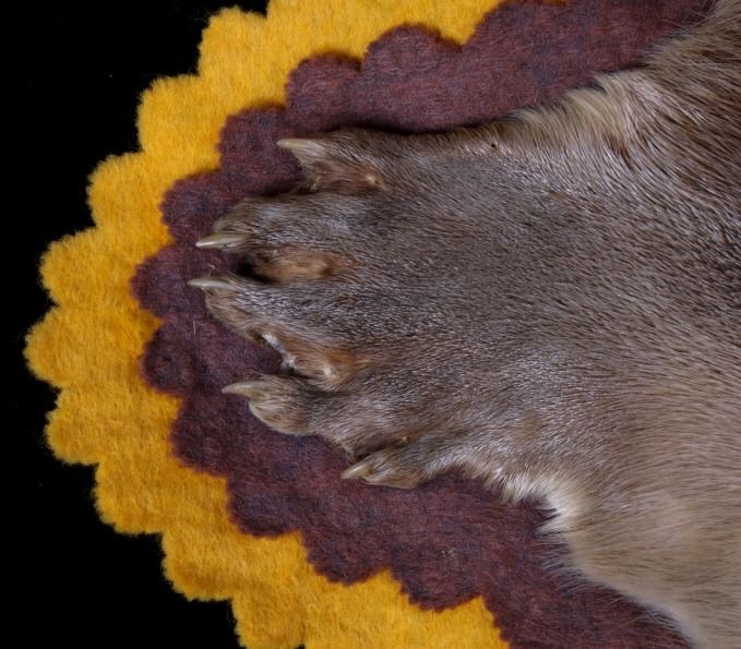 Excellent Montana Taken Otter Double Felted Rug