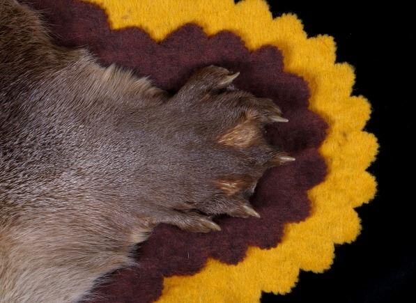 Excellent Montana Taken Otter Double Felted Rug