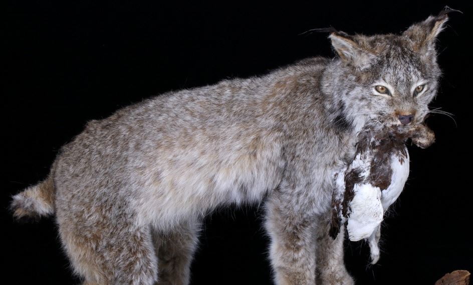 Montana Lynx Full Body Trophy Mount