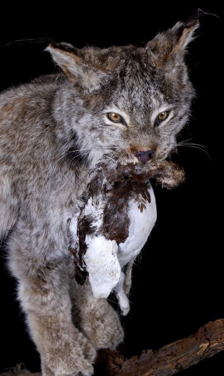 Montana Lynx Full Body Trophy Mount