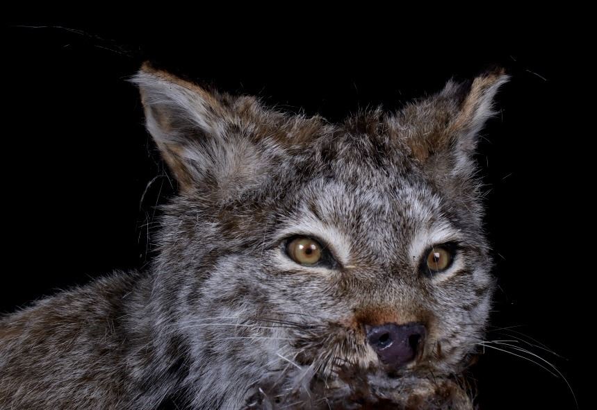 Montana Lynx Full Body Trophy Mount