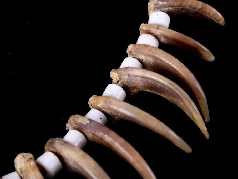 Blackfoot Chief Bull Grizzly Bear Claw Necklace