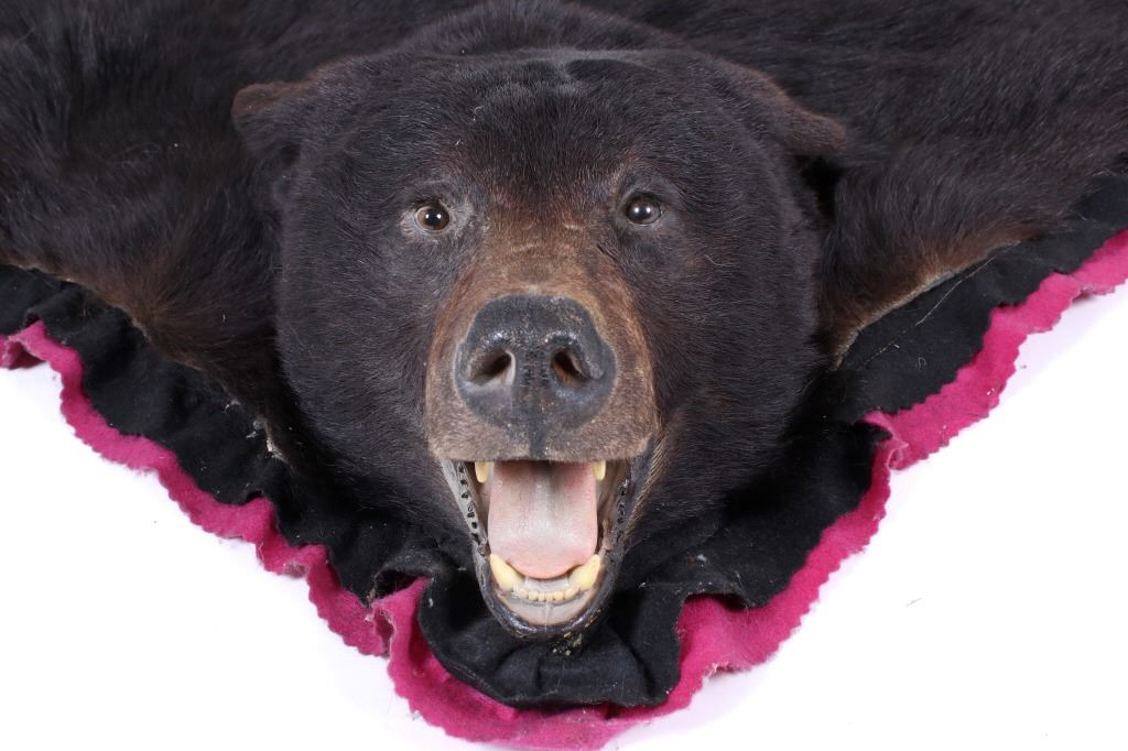 Montana Taken Taxidermy Black Bear Full Body Rug