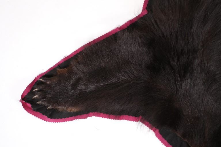 Montana Taken Taxidermy Black Bear Full Body Rug