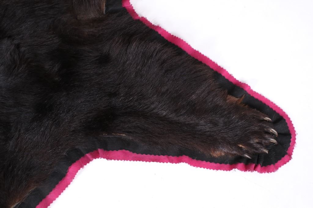 Montana Taken Taxidermy Black Bear Full Body Rug