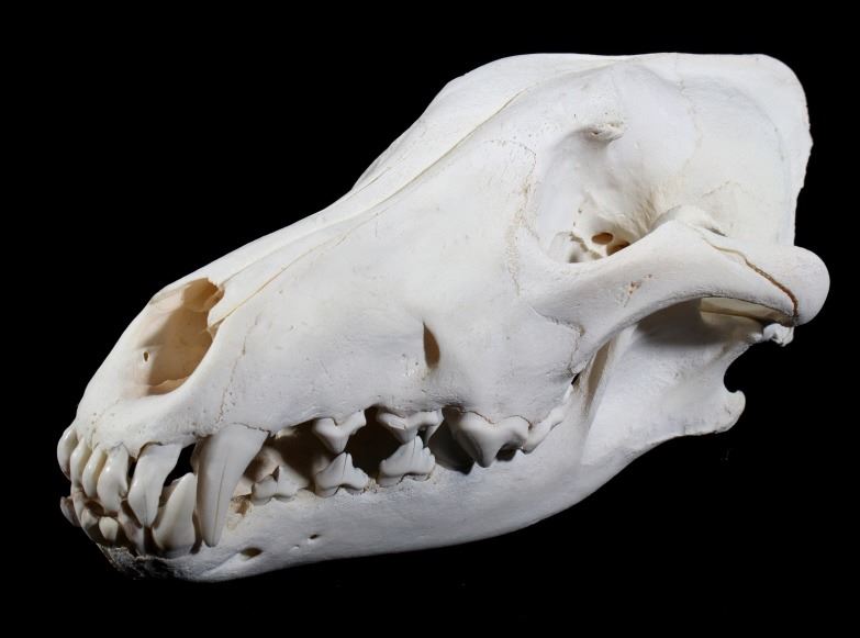 Montana Timber Wolf Taxidermy Skull