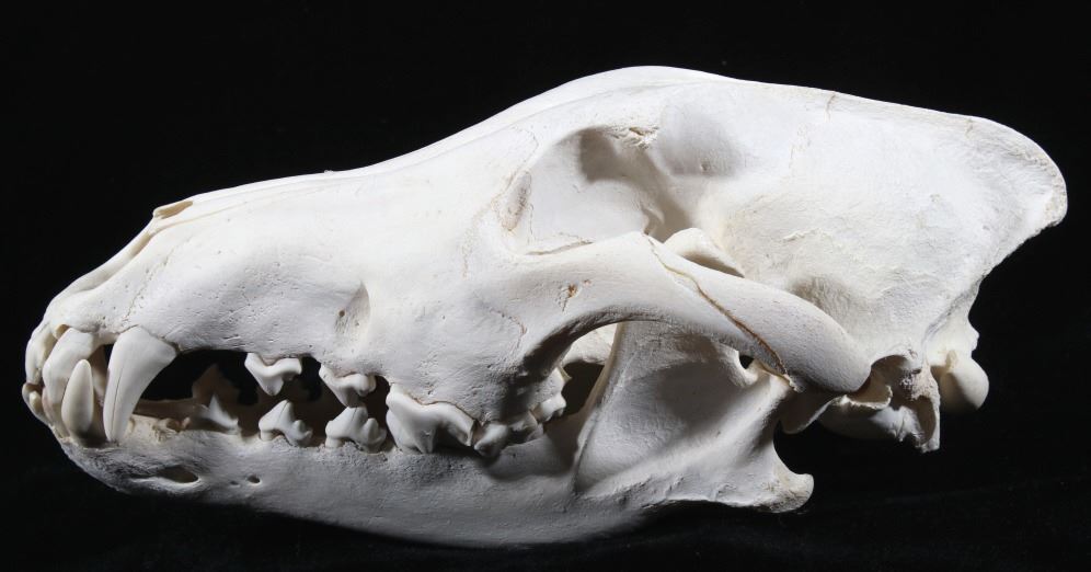 Montana Timber Wolf Taxidermy Skull