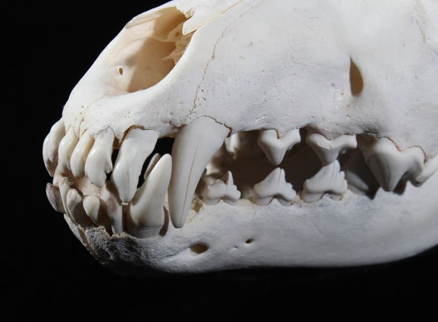 Montana Timber Wolf Taxidermy Skull