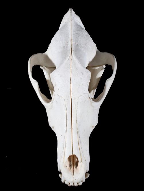 Montana Timber Wolf Taxidermy Skull