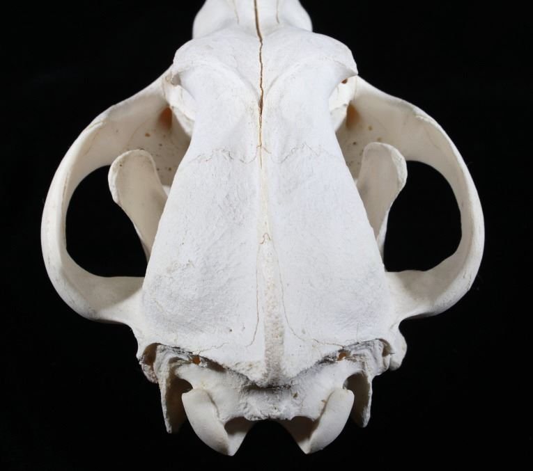 Montana Timber Wolf Taxidermy Skull