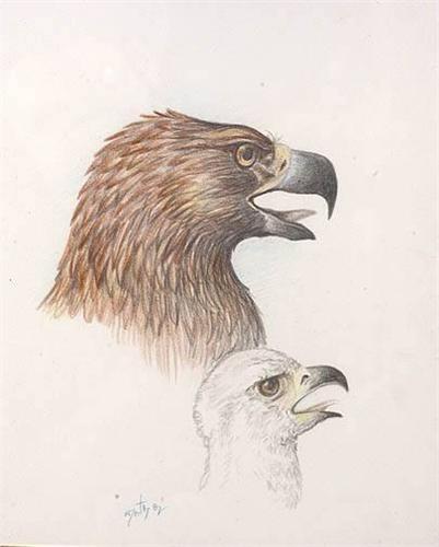 Neil David, Pencil Drawing