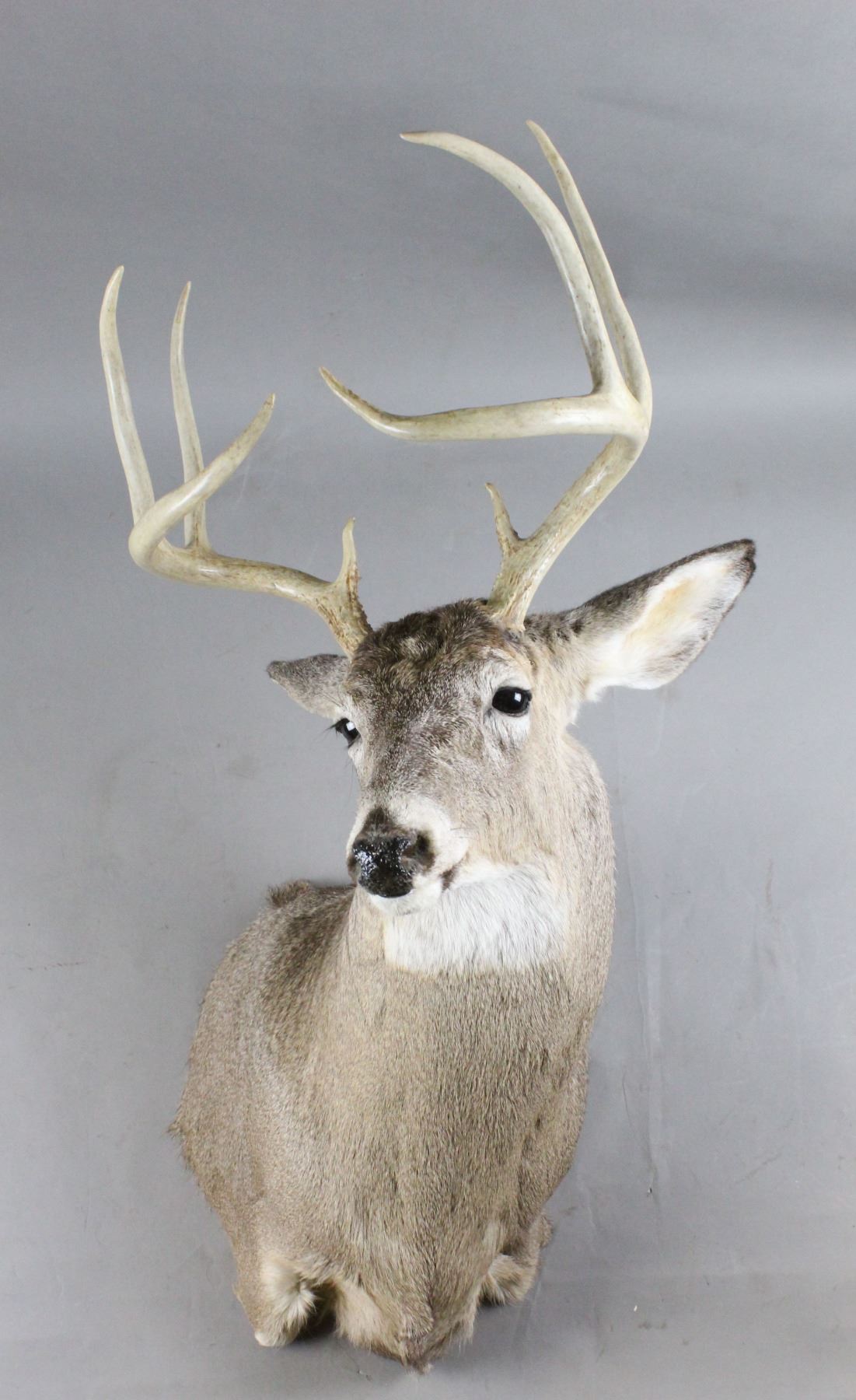 Whitetail Deer Mount 8 Point