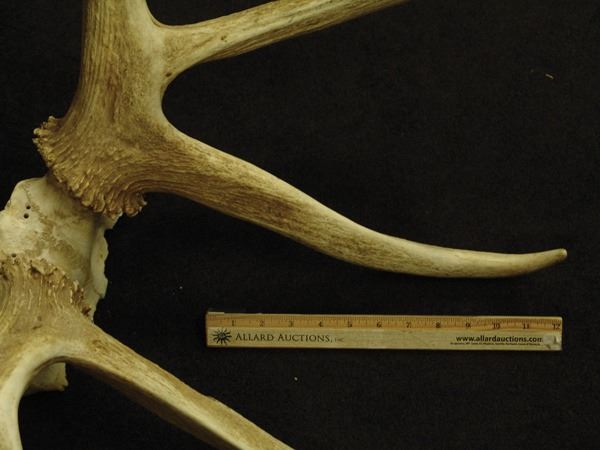 Royal Elk Antlers