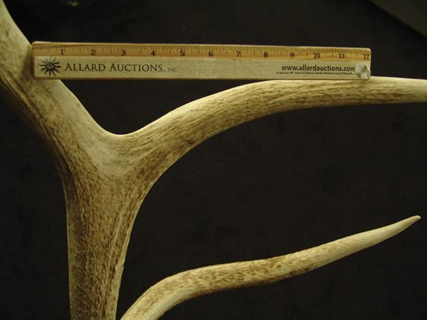 Royal Elk Antlers