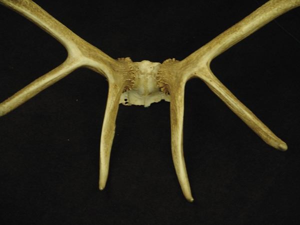 Royal Elk Antlers