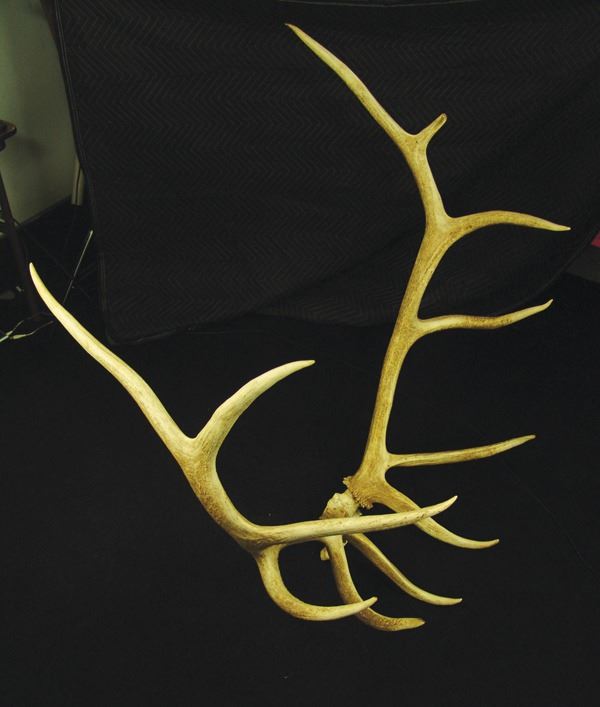 Royal Elk Antlers