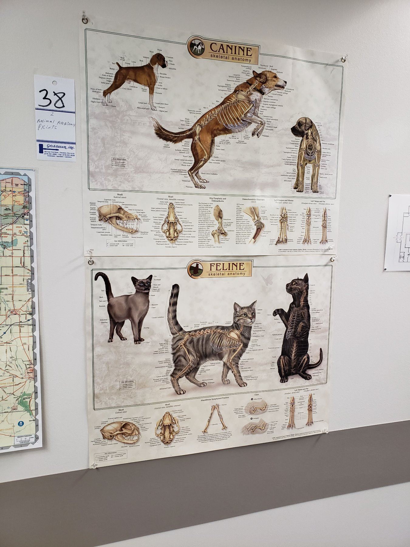 Animal anatomy posters