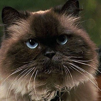 MEET THE PARENTS FOCKERS LITTLE MR JINX SCREEN MATCHED HERO ANIMATRONIC ...