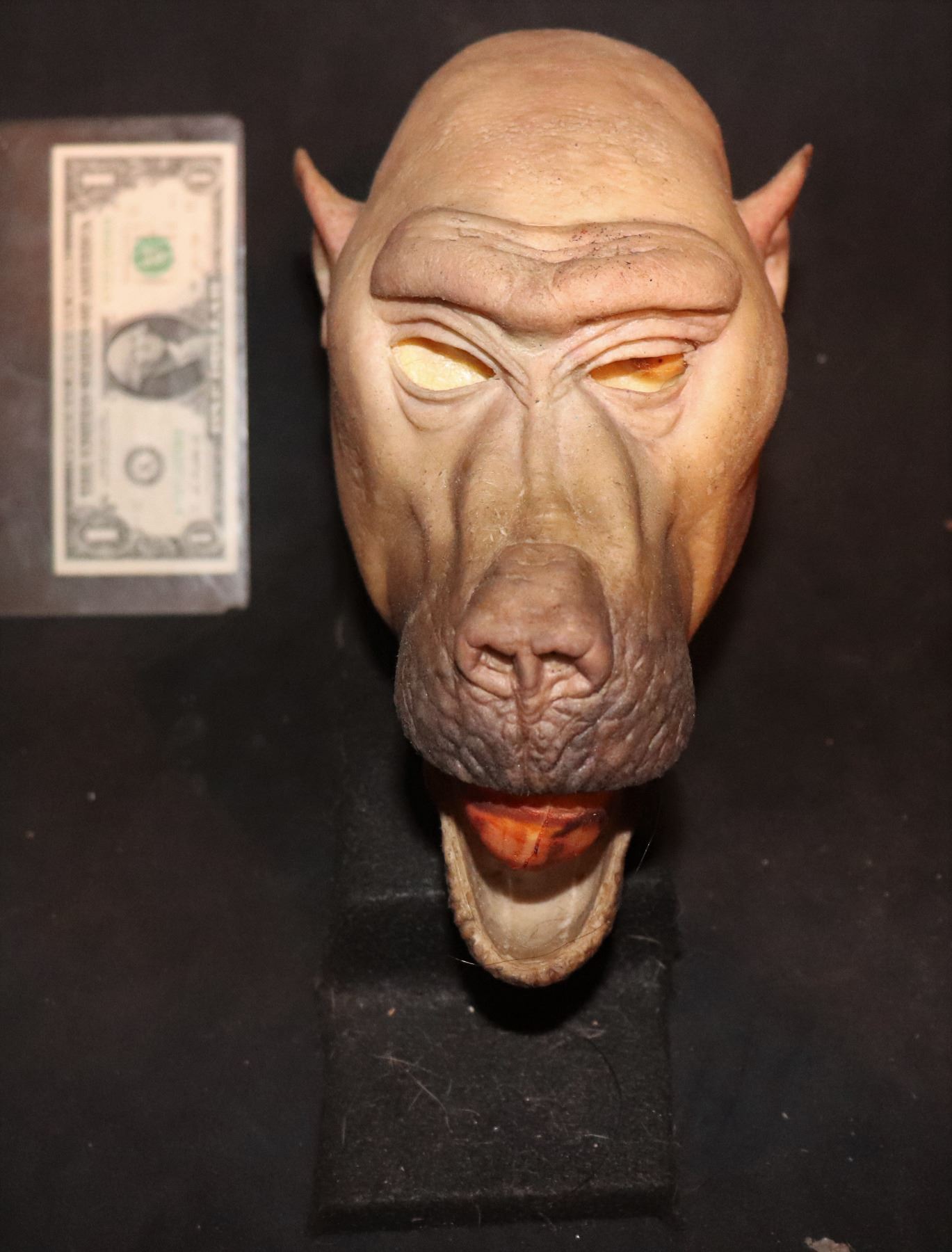 BABOON WEREWOLF SILICONE HEAD SKIN ON UNDER SKULL AND DISPLAY STAND