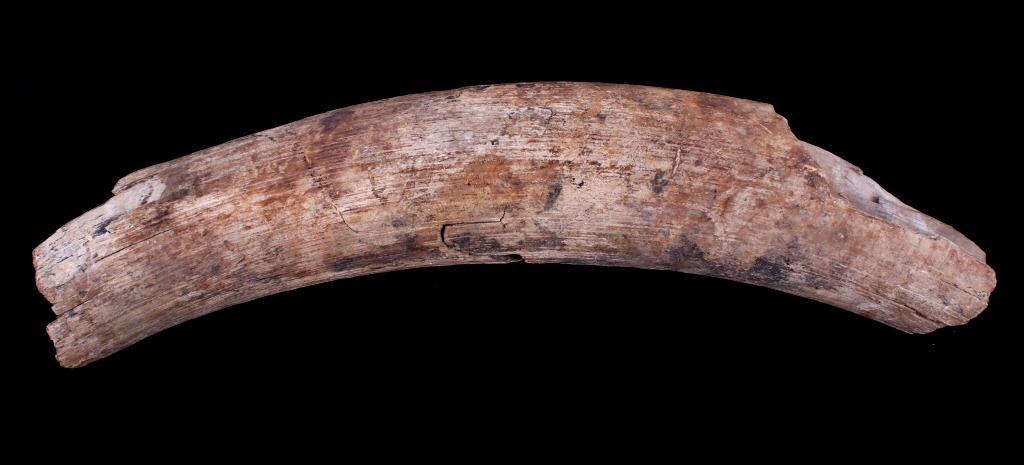 Petrified Ancient Wooly Mammoth Ivory Tusk RARE