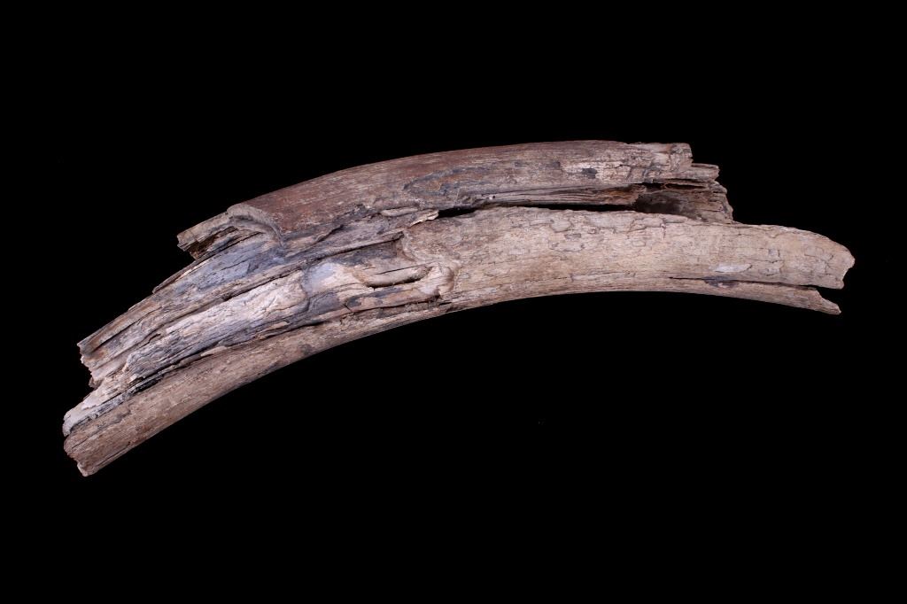 Petrified Ancient Wooly Mammoth Ivory Tusk RARE