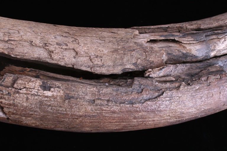 Petrified Ancient Wooly Mammoth Ivory Tusk RARE