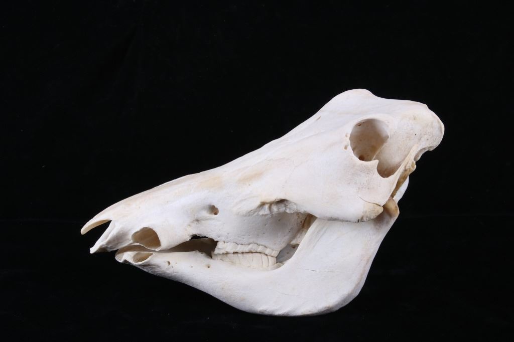 Arizona Trophy Javelina Taxidermy Skull