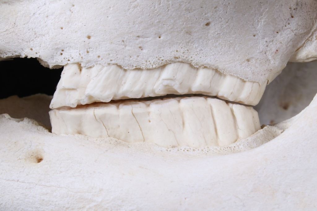 Arizona Trophy Javelina Taxidermy Skull