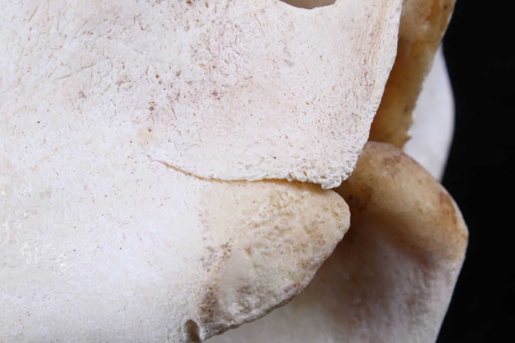 Arizona Trophy Javelina Taxidermy Skull