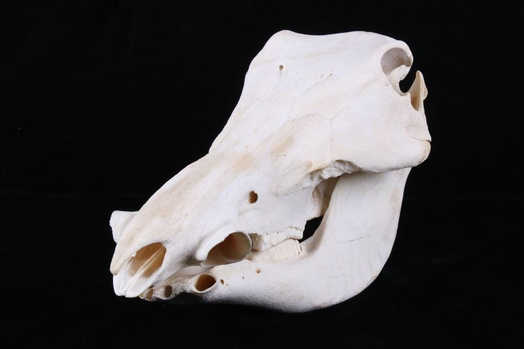 Arizona Trophy Javelina Taxidermy Skull