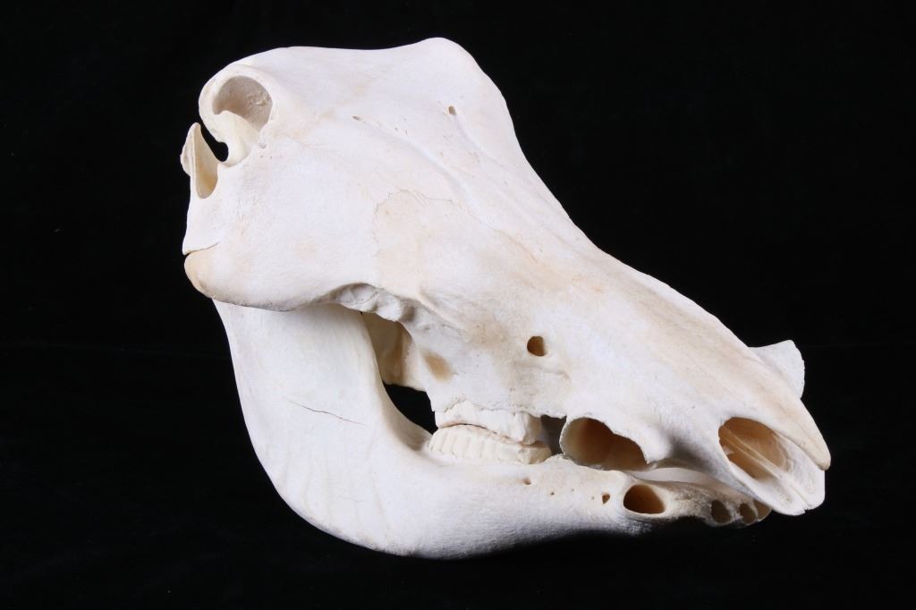 Arizona Trophy Javelina Taxidermy Skull