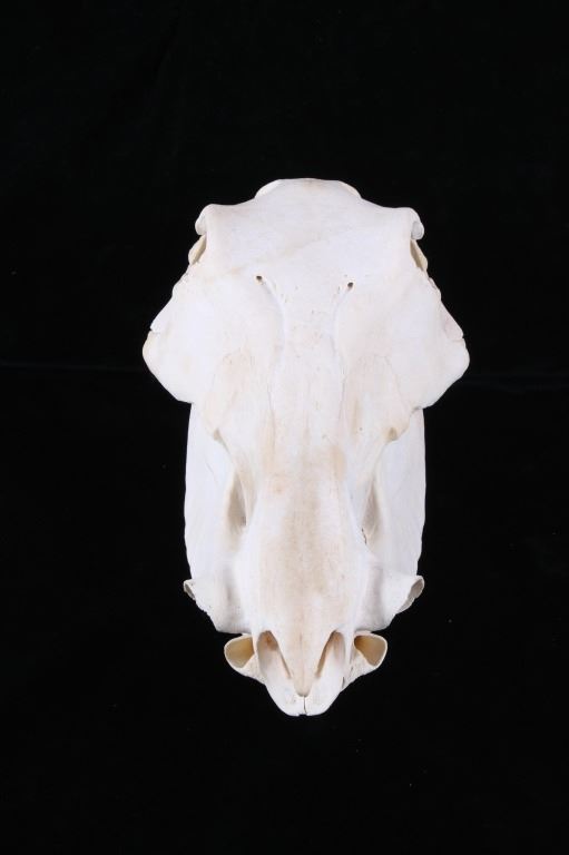 Arizona Trophy Javelina Taxidermy Skull