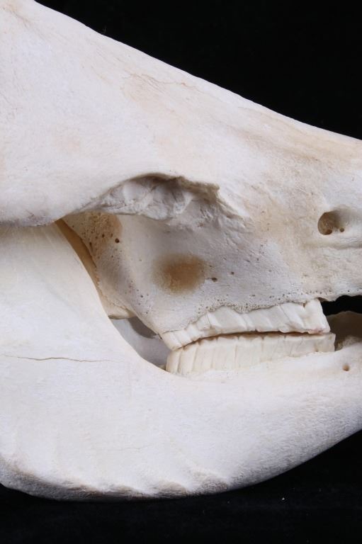 Arizona Trophy Javelina Taxidermy Skull