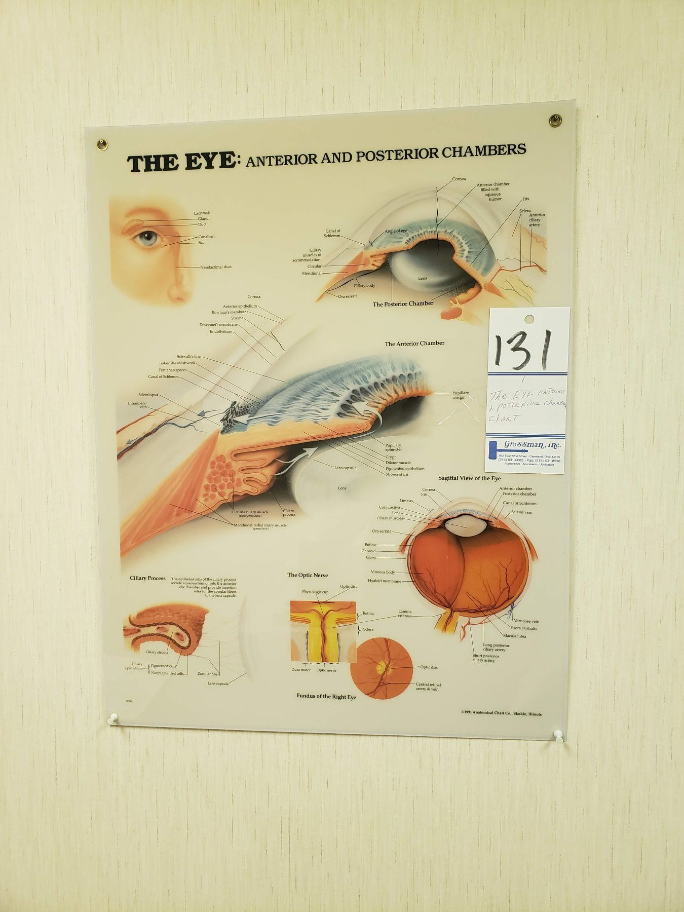 THE EYE ANTERIOR AND POSTERIOR CHAMBERS CHART