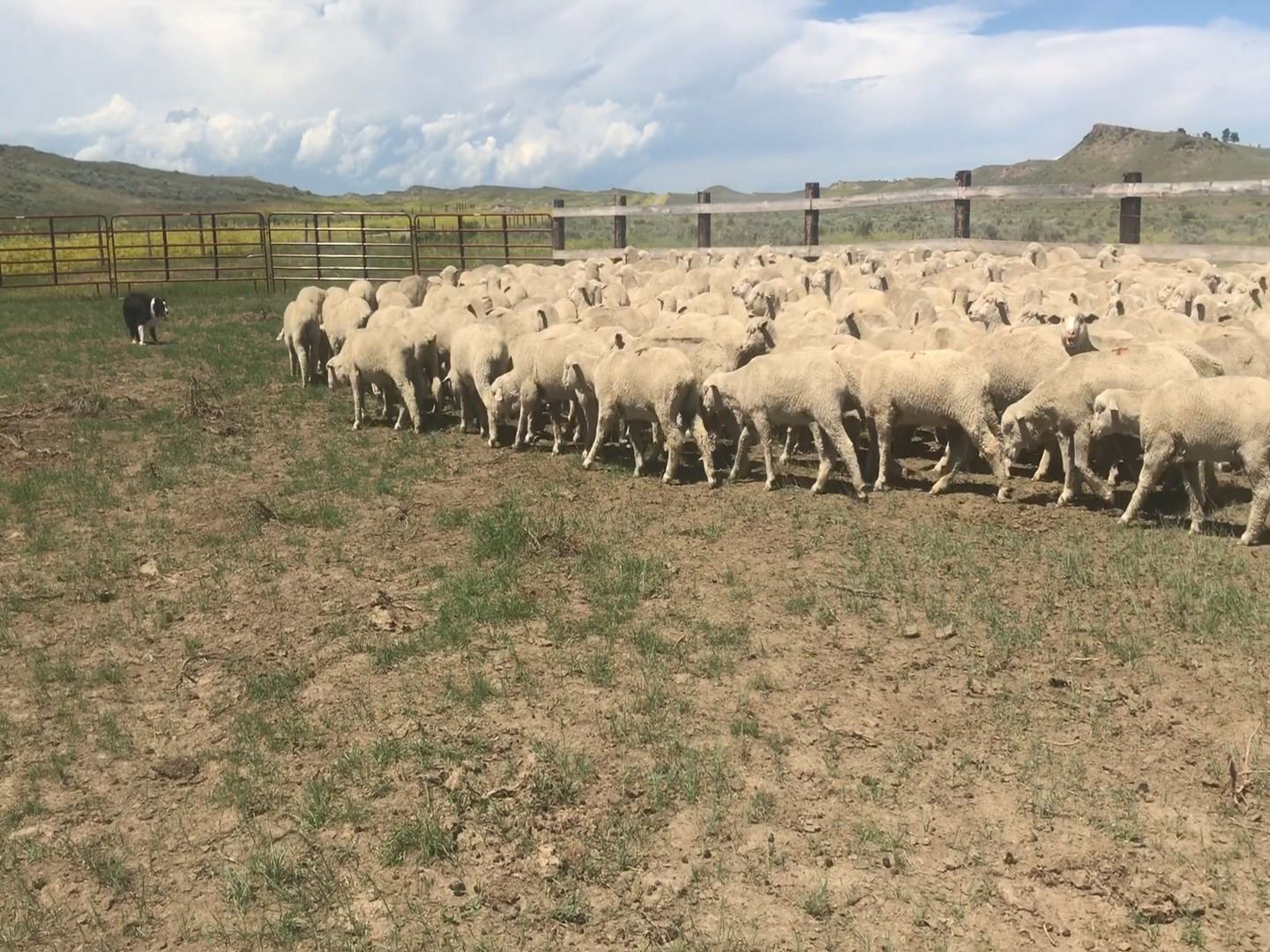 Lot 908 - Lehfeldt Rambouillets - 10 head of Rambouillet Yearlings