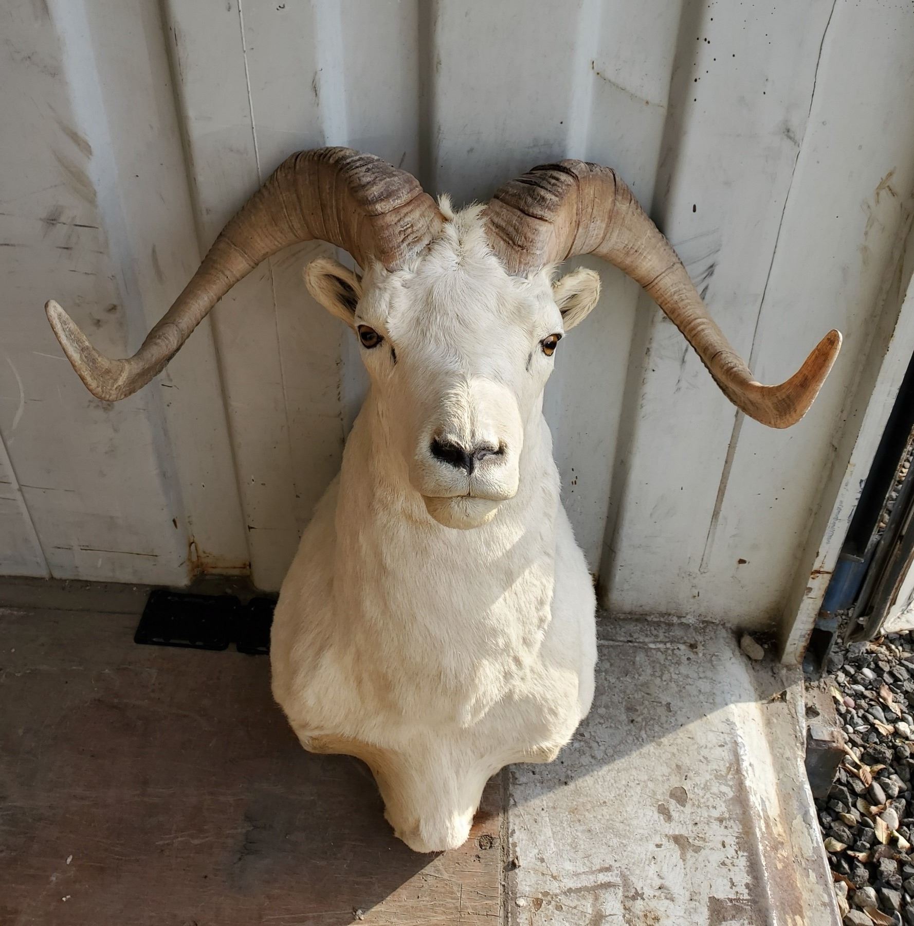 Dahl Sheep Shoulder Mount