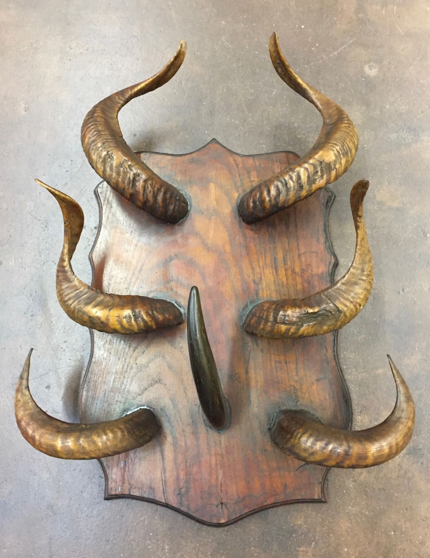 Late 1800s Horn Rack