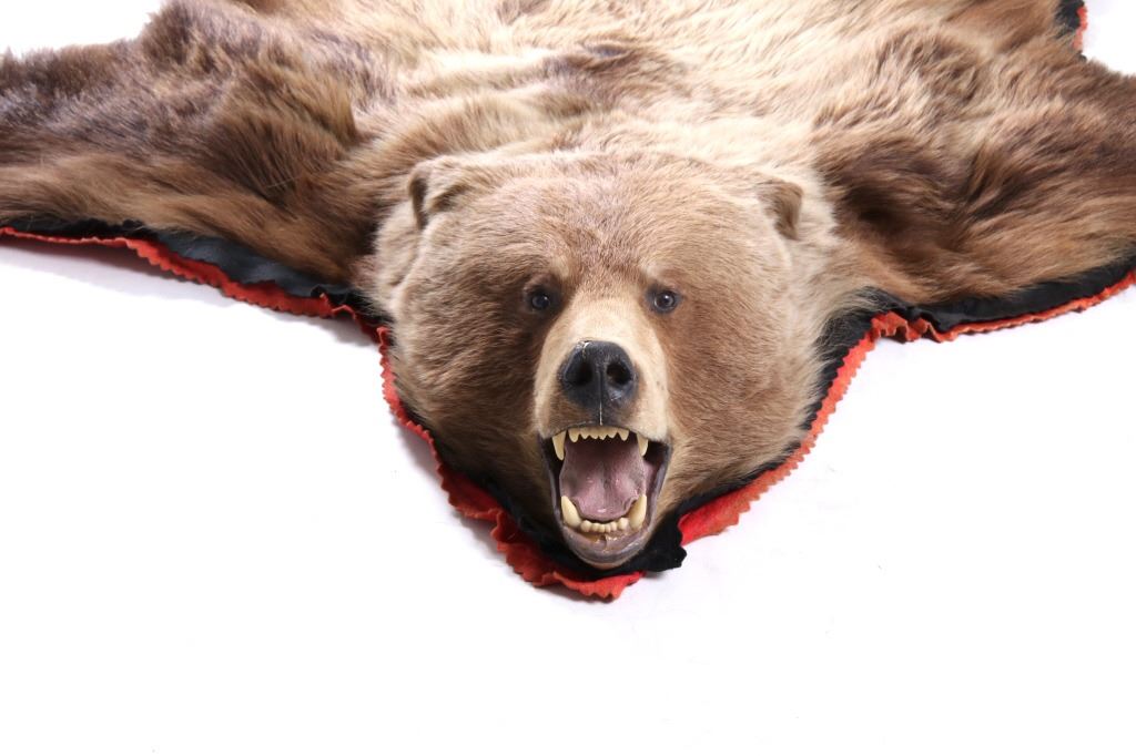 Trophy Alaskan Kodiak Brown Bear Rug