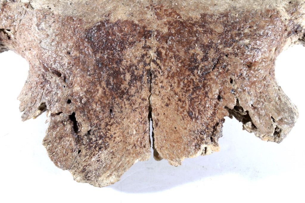 Fossilized Montana Occidentalis Buffalo Skull