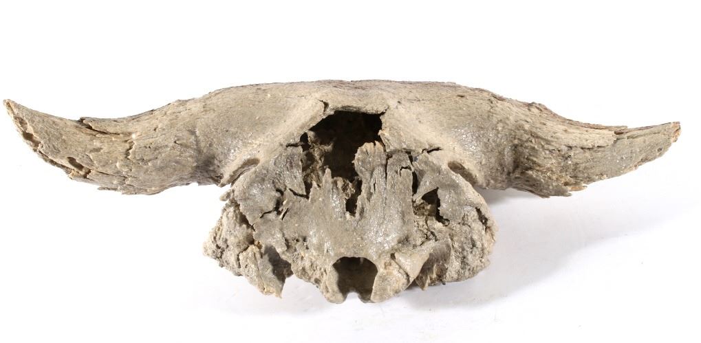 Fossilized Montana Occidentalis Buffalo Skull