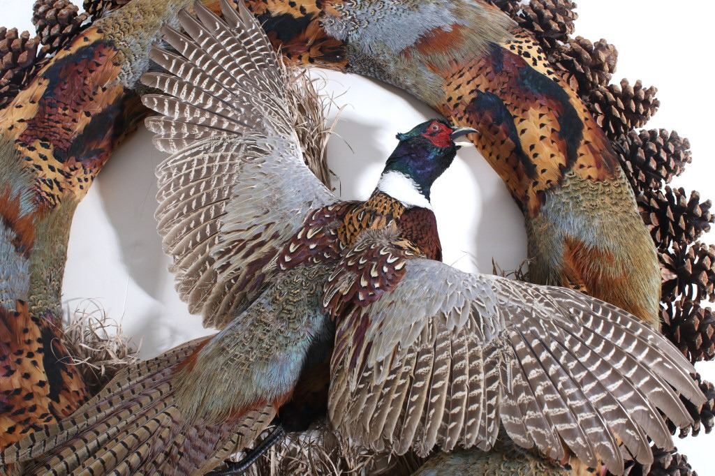 Excellent Trophy Flying Pheasant Wreath Mount