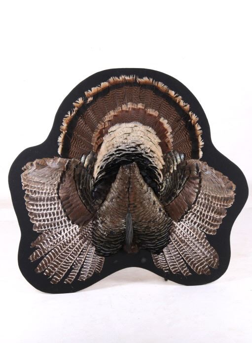 Montana Taxidermy Tom Turkey Fan Wall Mount