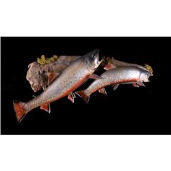 Brook Trout Taxidermy Wall Mount
