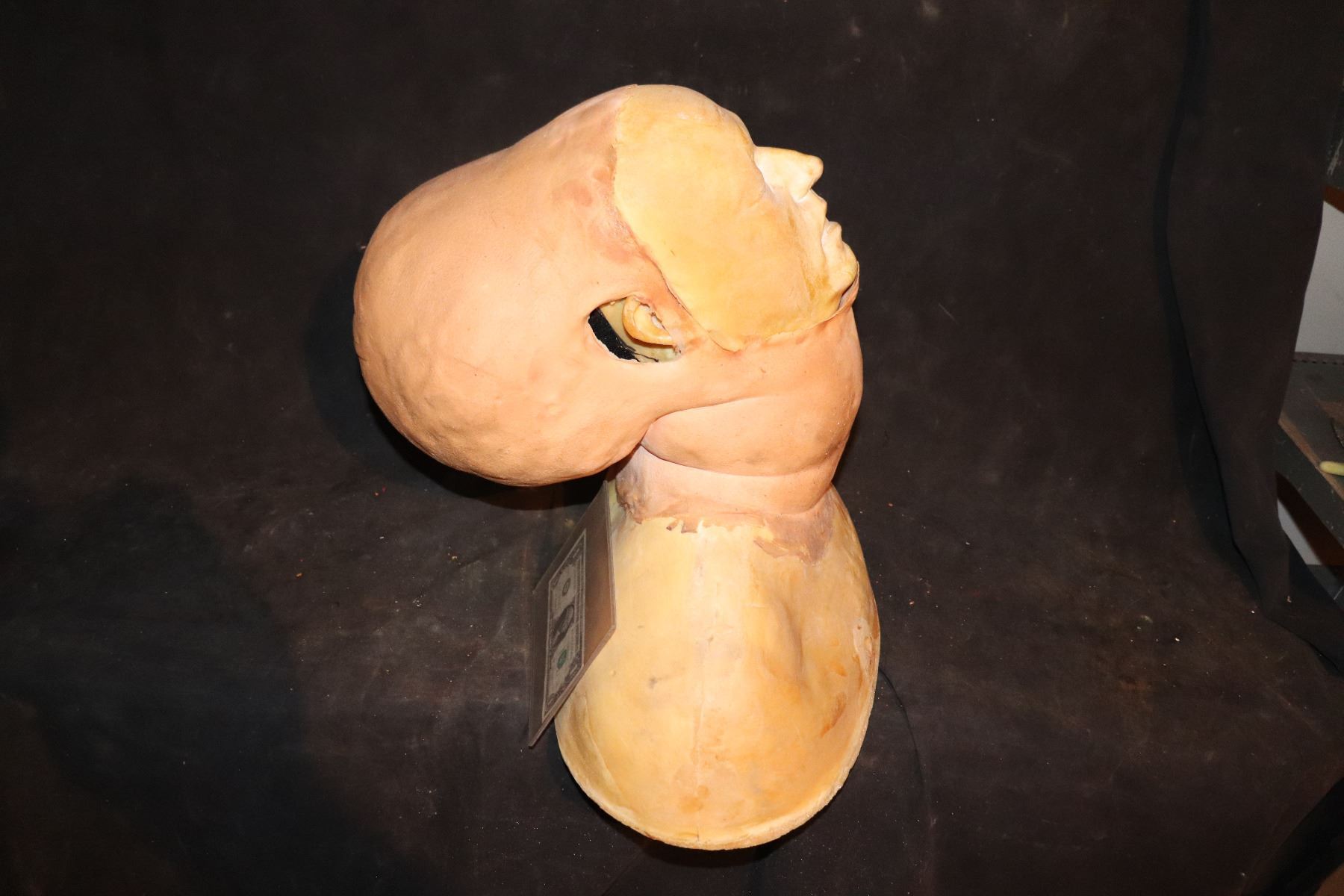 THE HILLS HAVE EYES BIG BRAIN MUTANT HEAD APPLIANCE ON LIFE CAST BUST