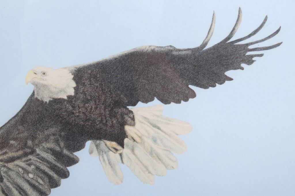 In Flight Eagle Pencil Art By Kelly Vollrath 1981